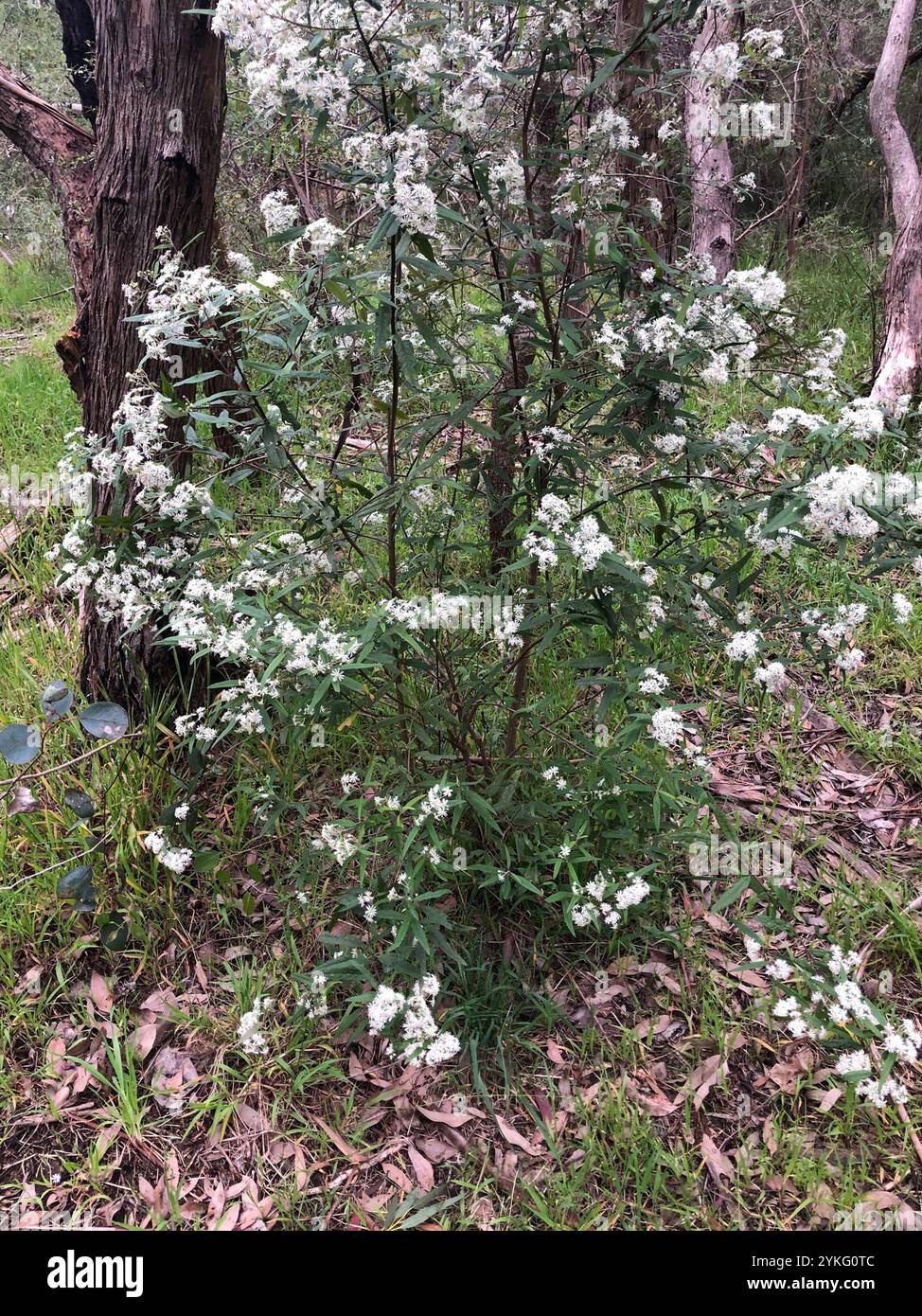 snowy daisy-bush (Olearia lirata Stock Photo - Alamy