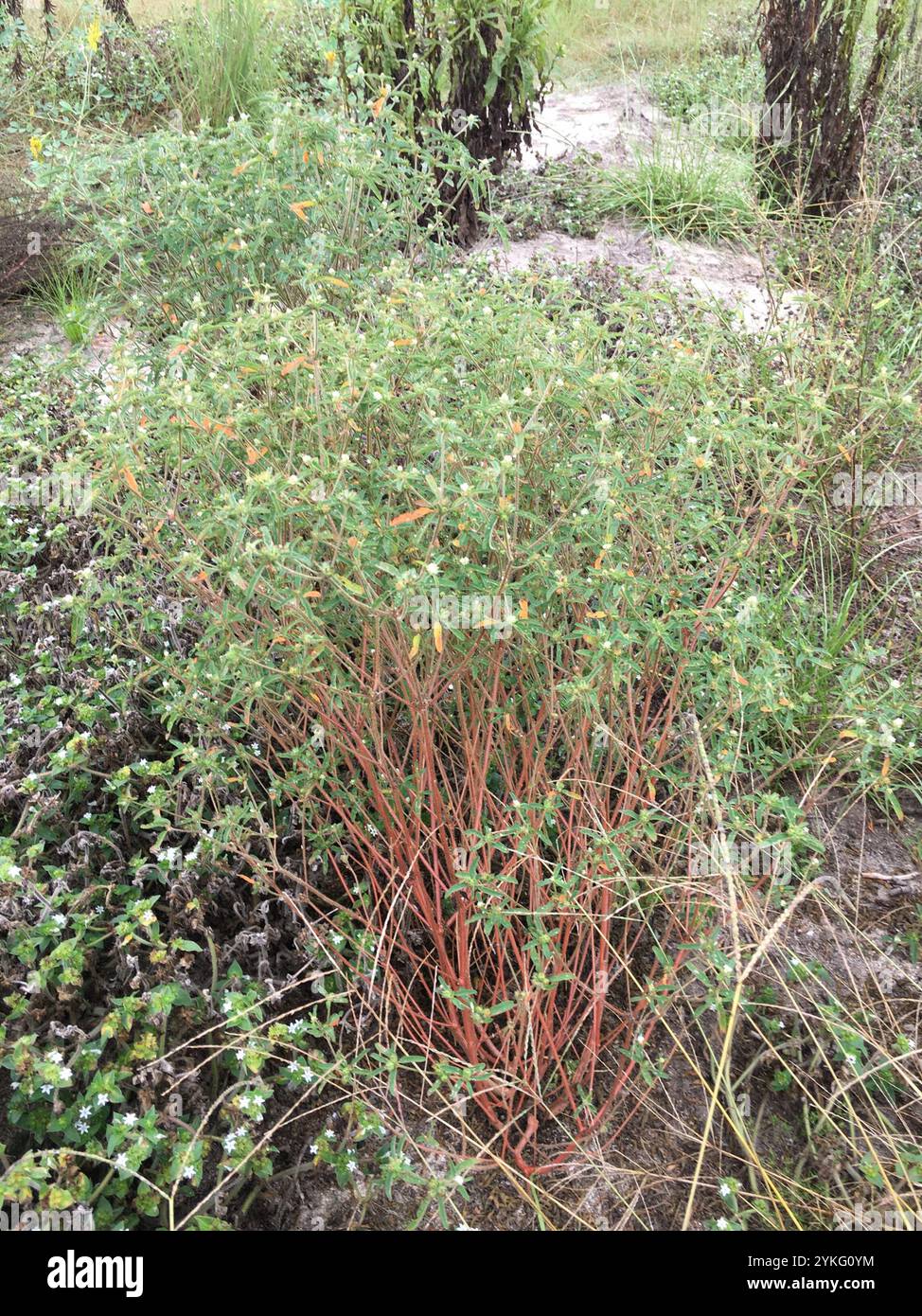 Tropic Croton (Croton glandulosus Stock Photo - Alamy