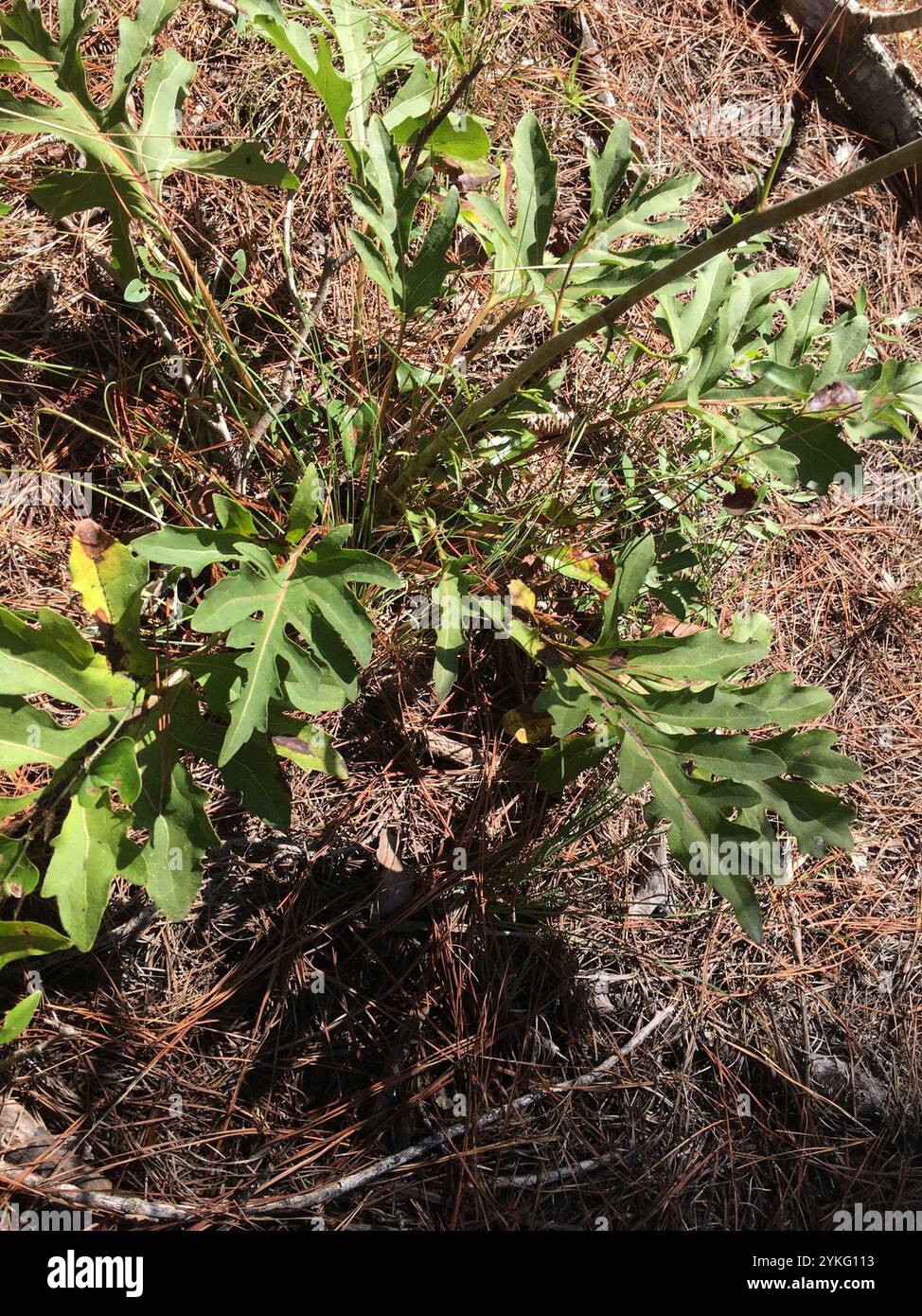 Kidney-leaf Rosinweed (Silphium compositum Stock Photo - Alamy