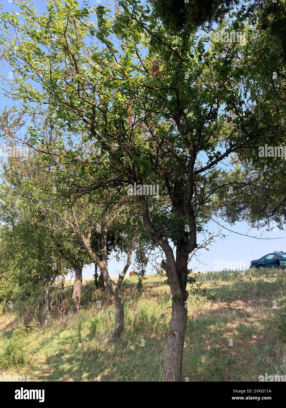 Gum bumelia (Sideroxylon lanuginosum Stock Photo - Alamy
