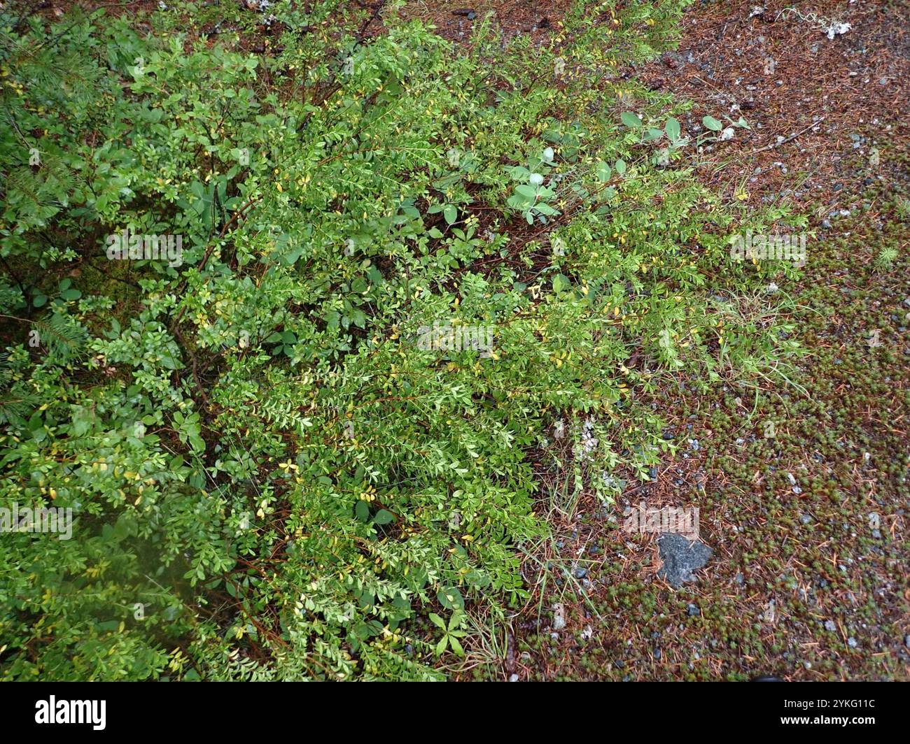 Oregon Boxwood (Paxistima myrsinites Stock Photo - Alamy