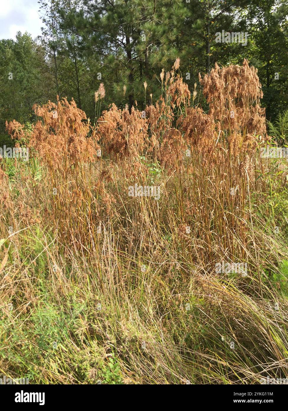 woolgrass (Scirpus cyperinus Stock Photo - Alamy