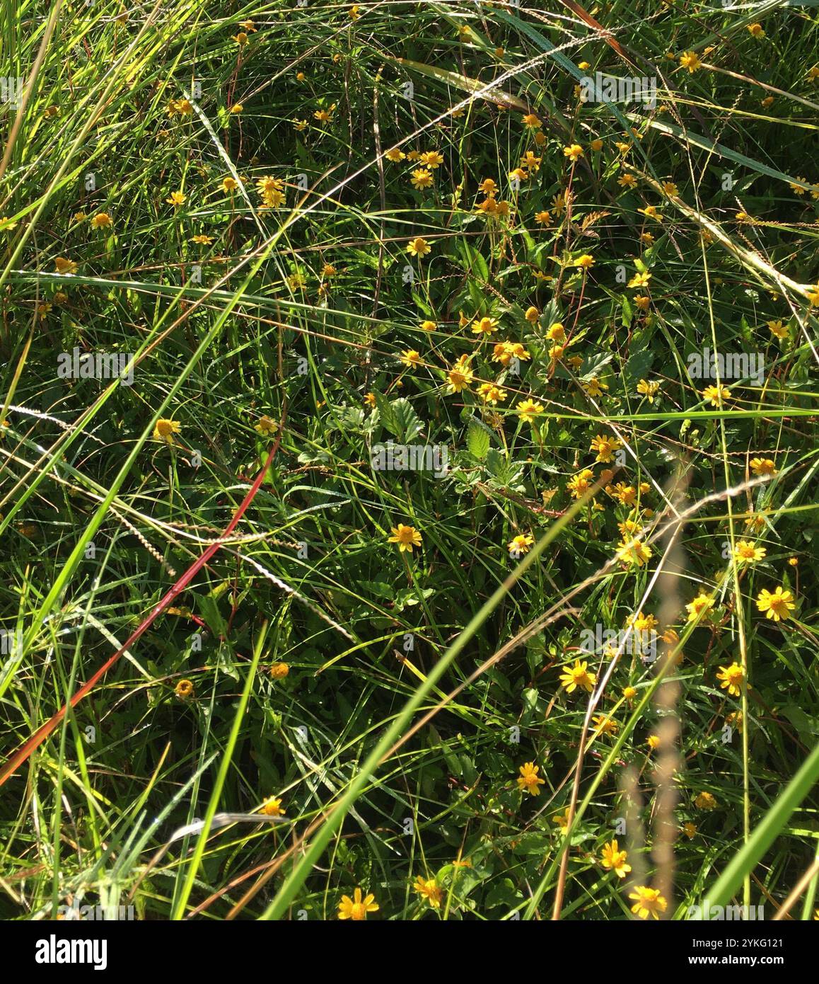 Oppositeleaf Spotflower (Acmella repens Stock Photo - Alamy