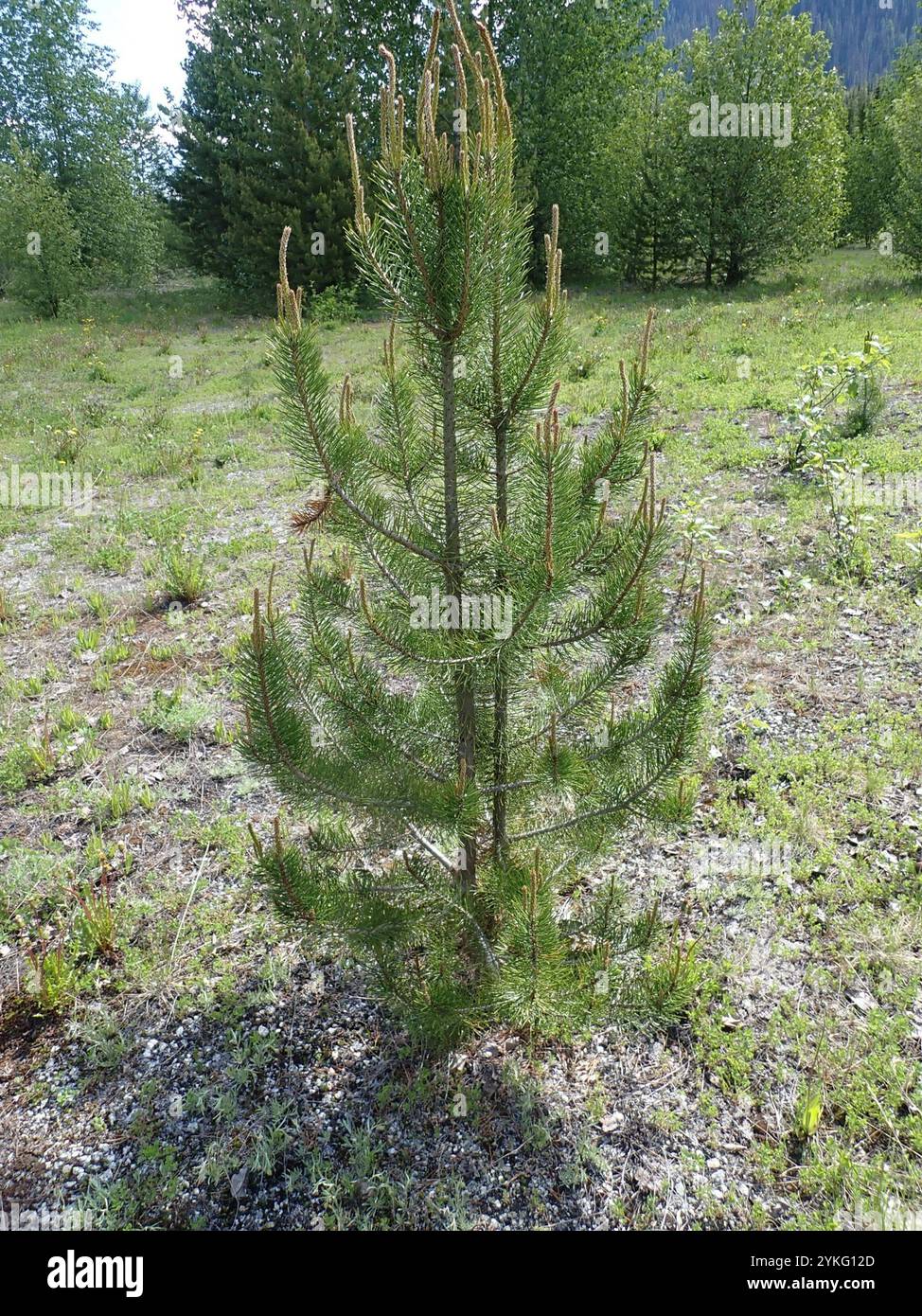 lodgepole pine (Pinus contorta Stock Photo - Alamy