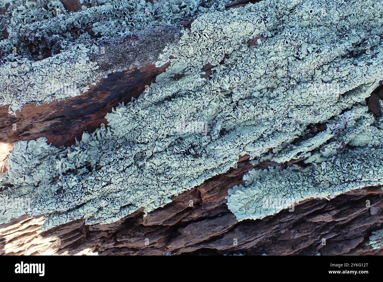 rock shield lichens (Xanthoparmelia Stock Photo - Alamy