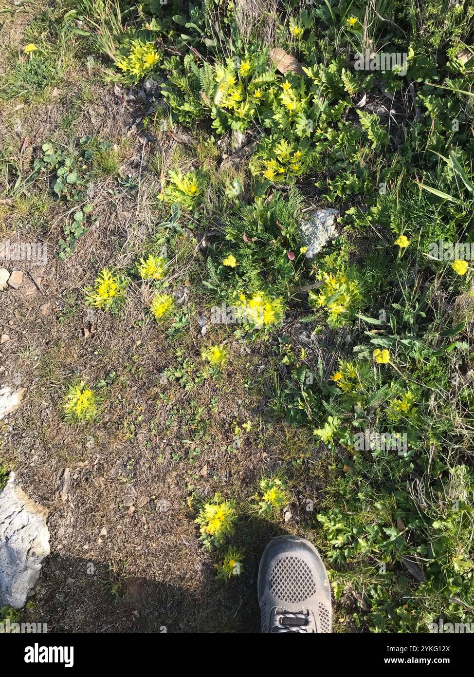 Footsteps of spring (Sanicula arctopoides Stock Photo - Alamy