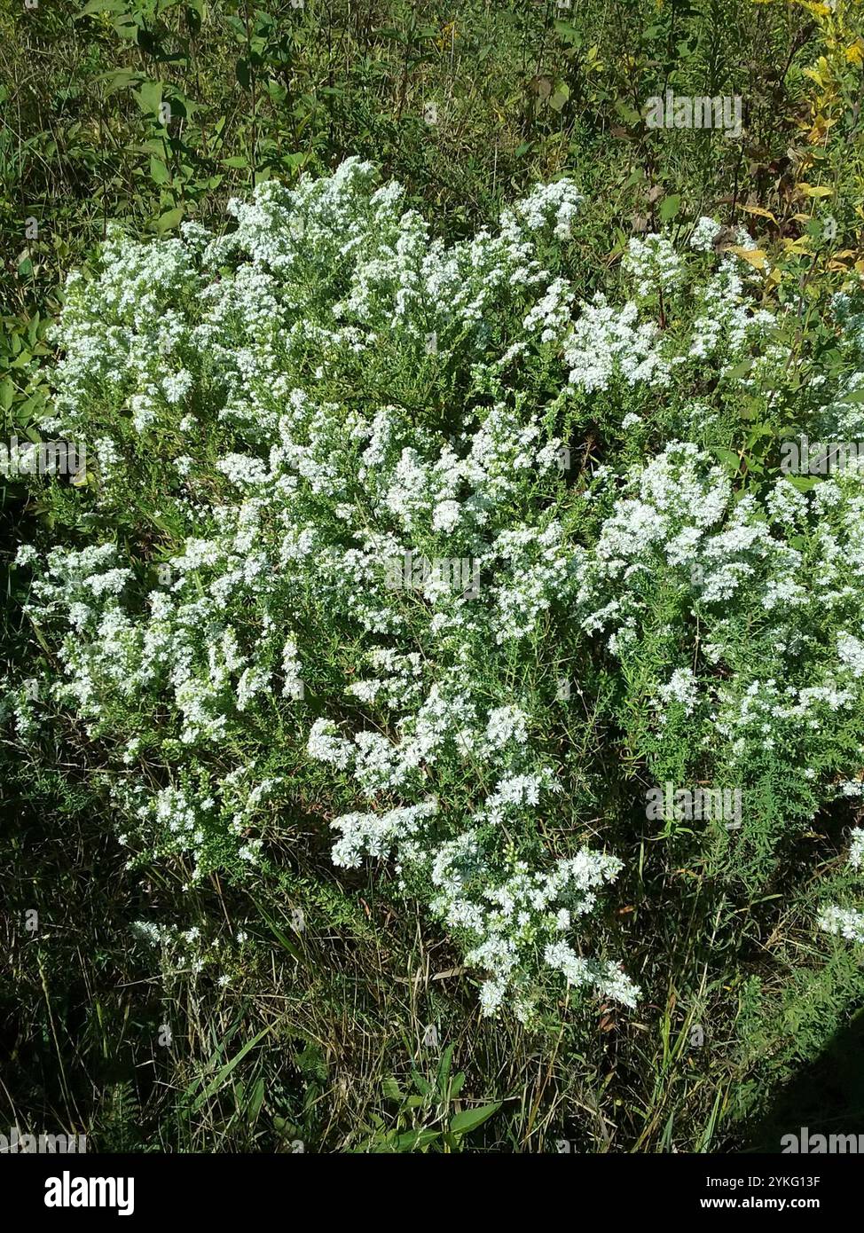 white heath aster (Symphyotrichum ericoides Stock Photo - Alamy