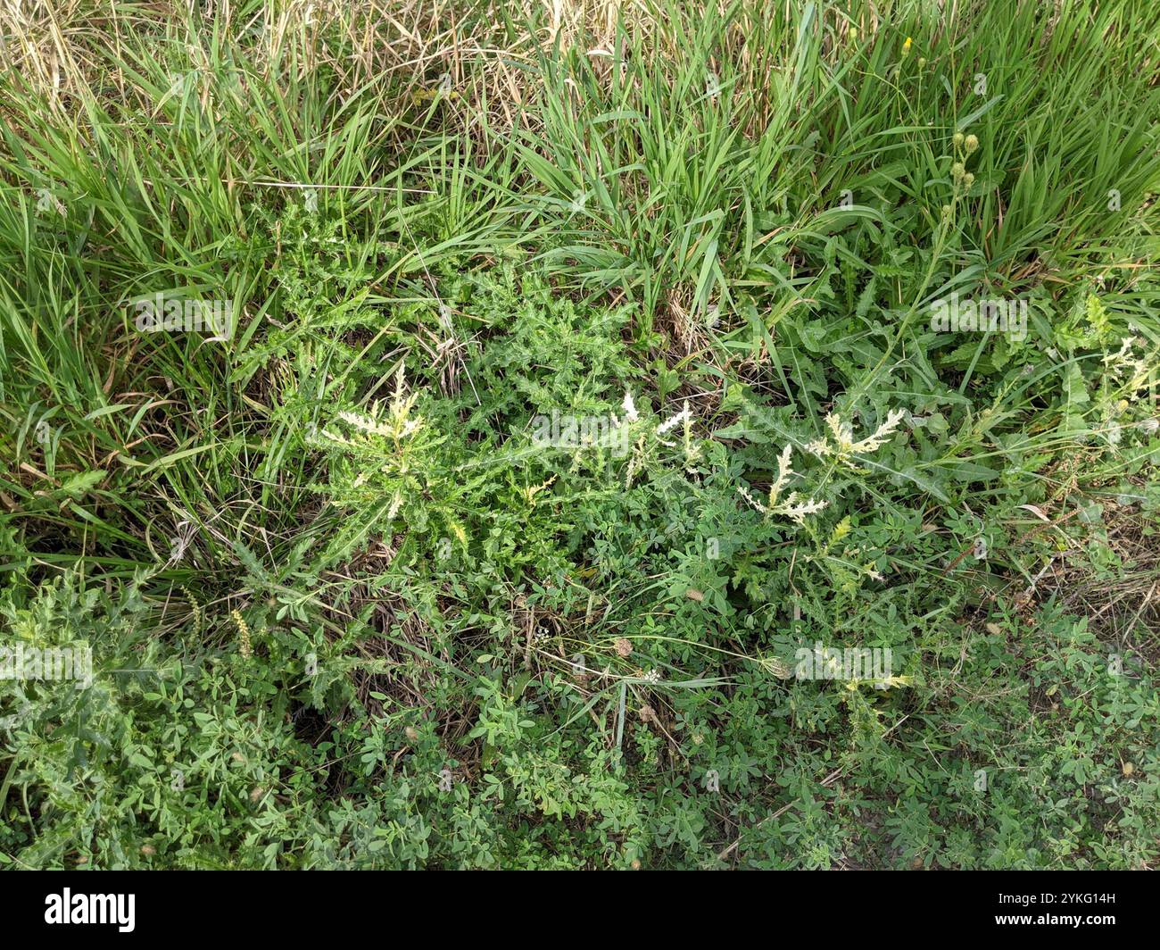 Bacterial Speck (Pseudomonas syringae Stock Photo - Alamy