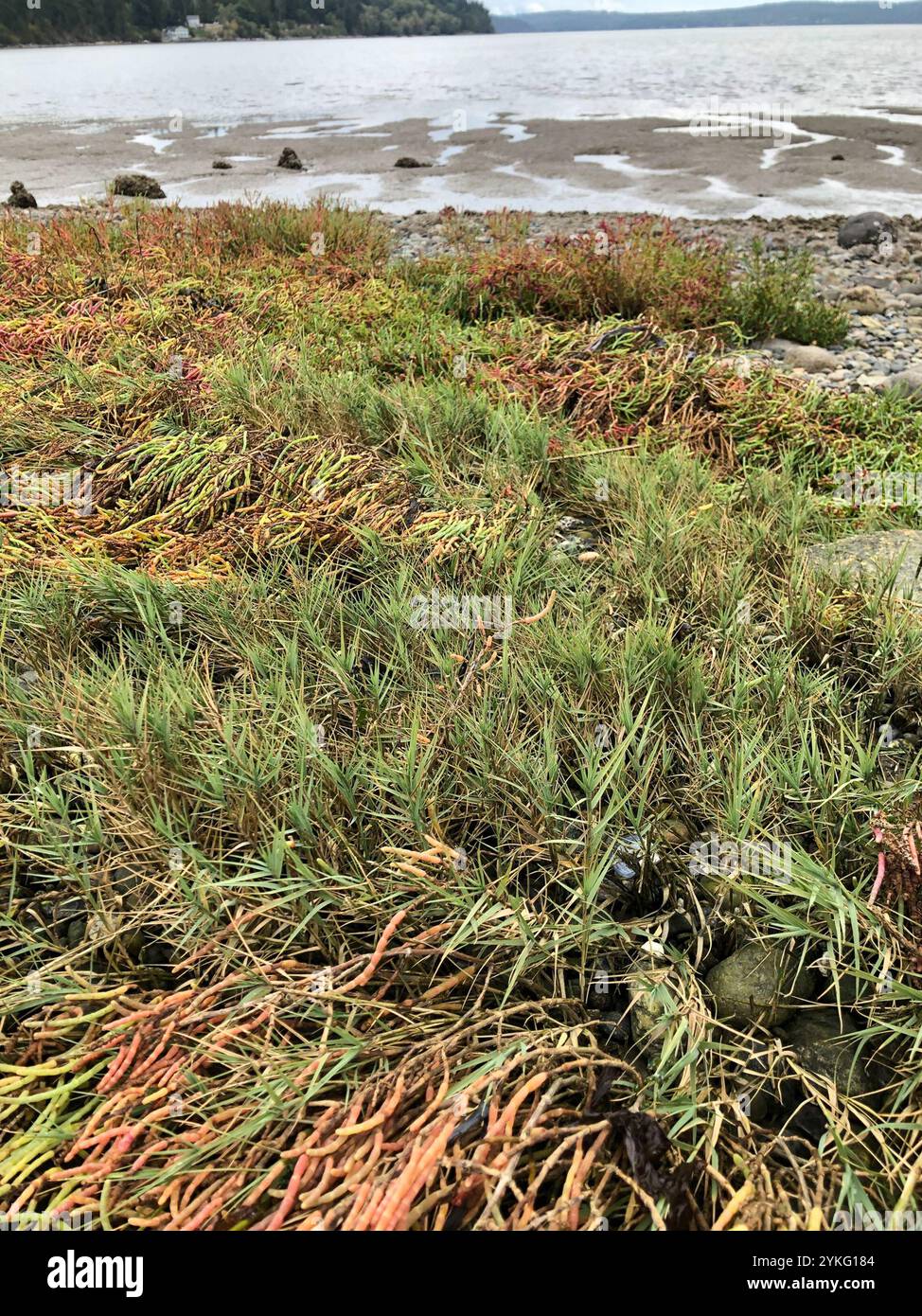 Saltgrass (Distichlis spicata Stock Photo - Alamy