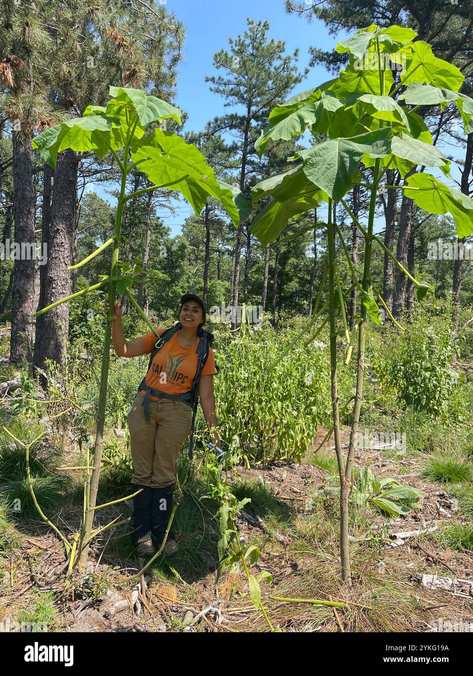 princess tree (Paulownia tomentosa Stock Photo - Alamy