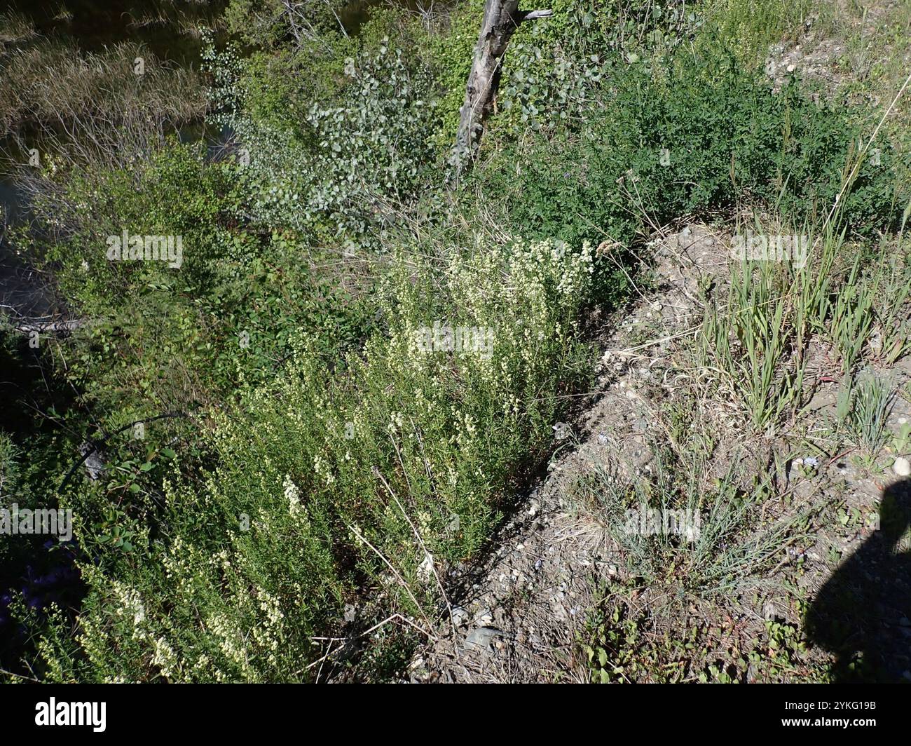 Northern Bedstraw (Galium boreale Stock Photo - Alamy