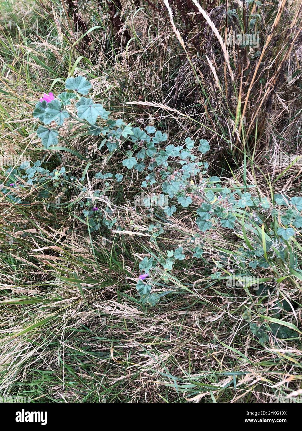 Tree Mallow (Malva arborea Stock Photo - Alamy