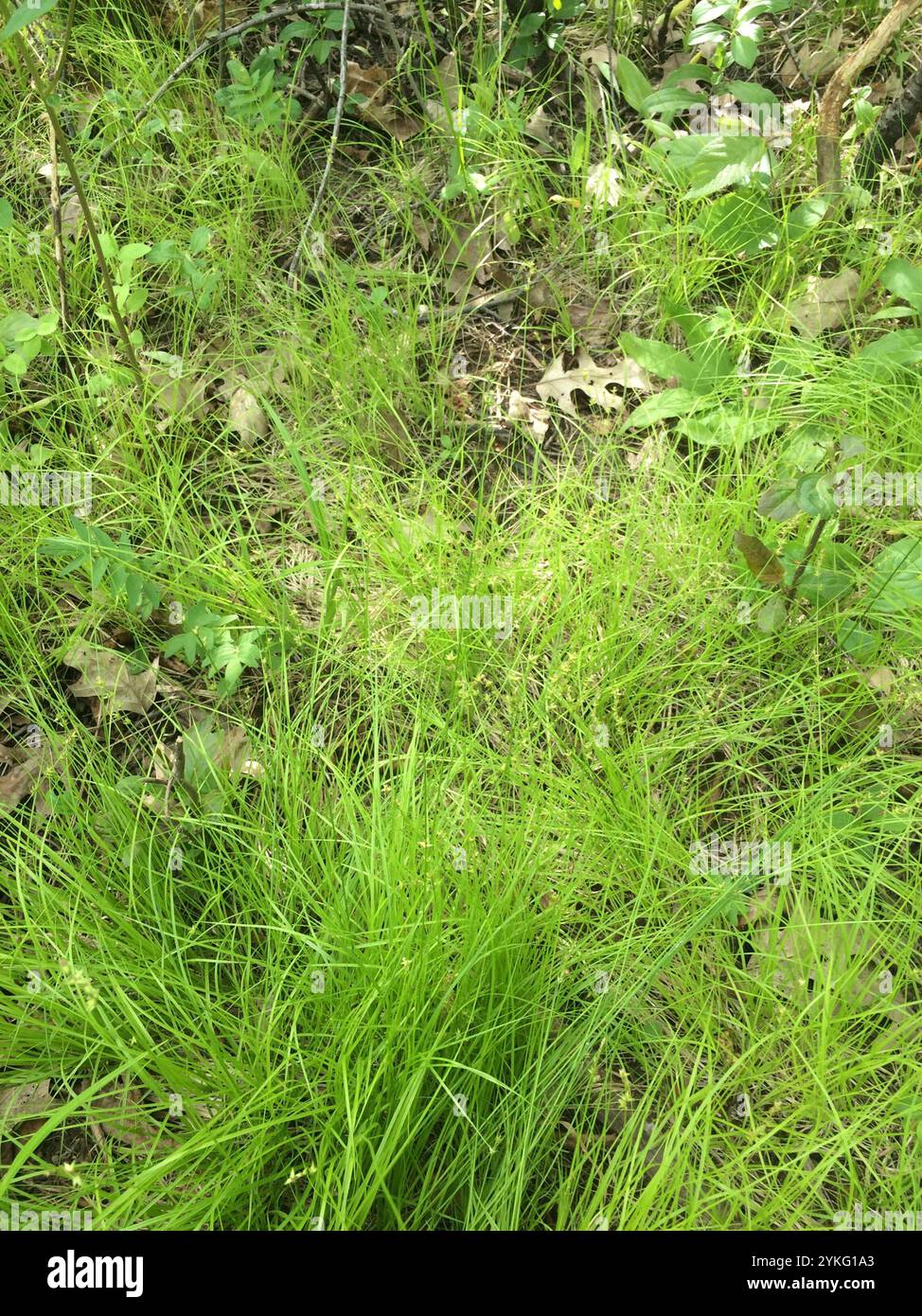 bracted sedge (Carex radiata Stock Photo - Alamy