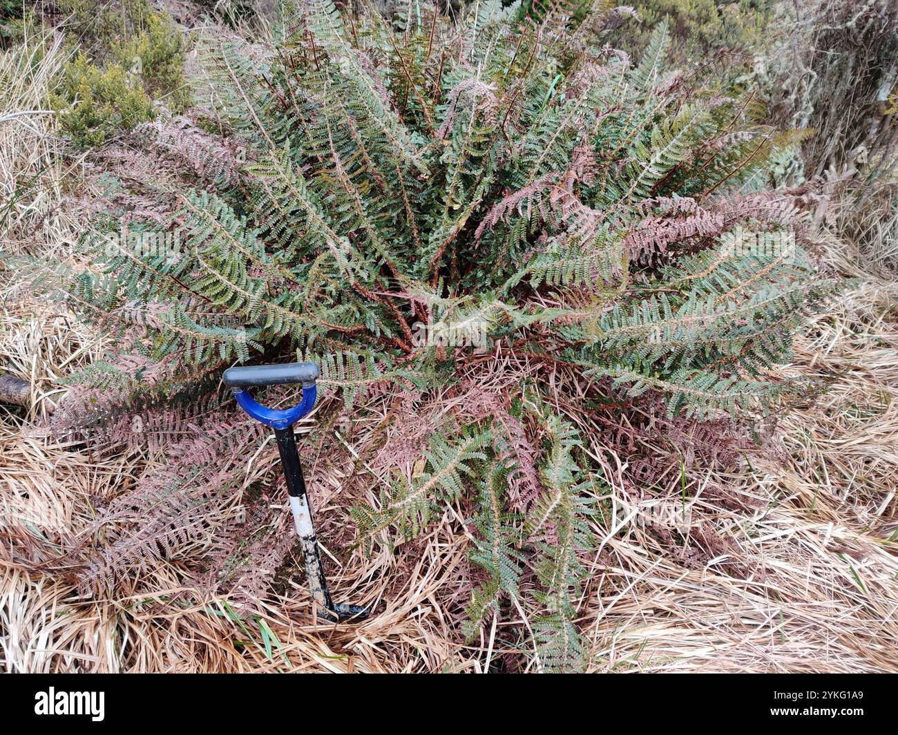 Prickly shield fern hi-res stock photography and images - Alamy