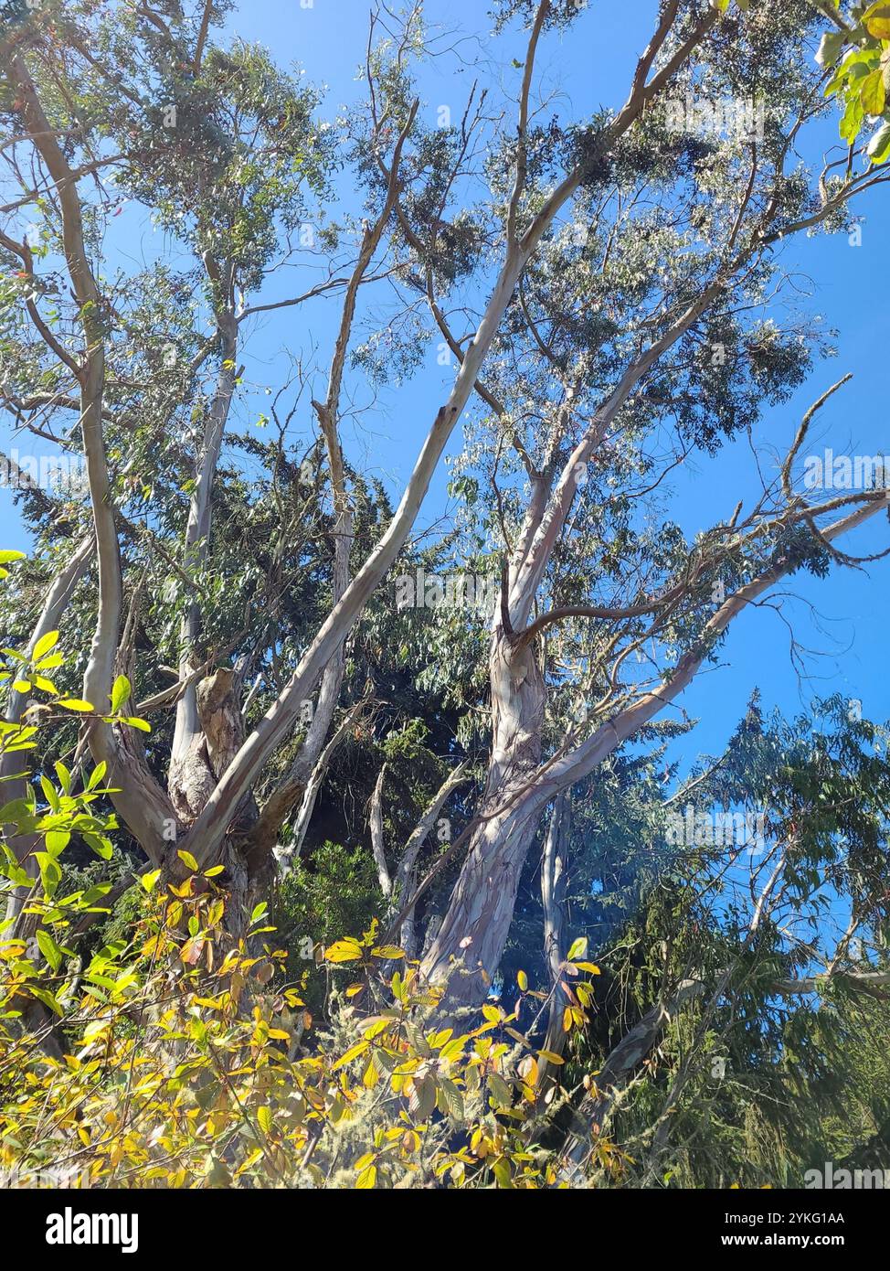 Tasmanian blue gum (Eucalyptus globulus Stock Photo - Alamy
