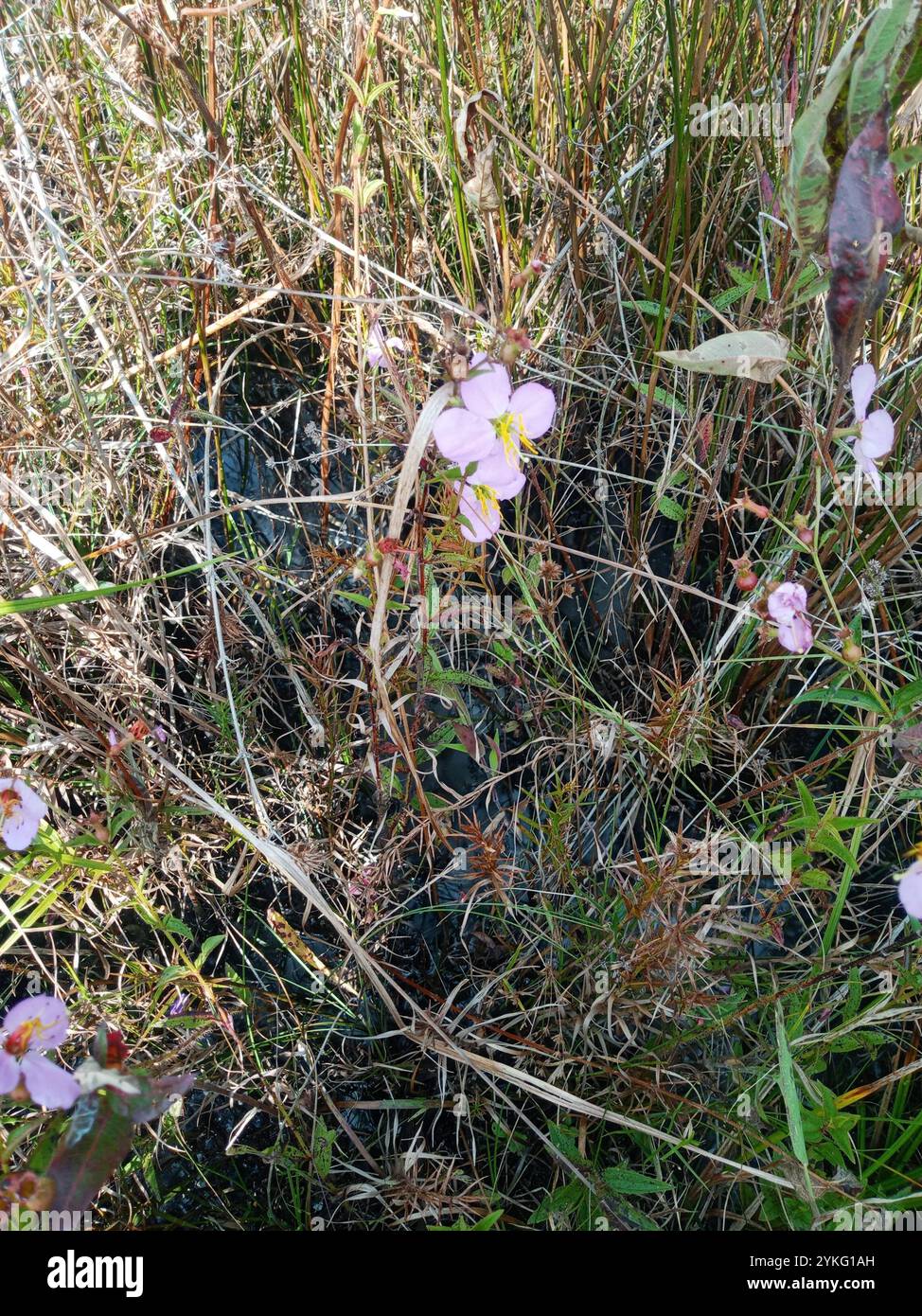 Maryland meadowbeauty (Rhexia mariana Stock Photo - Alamy