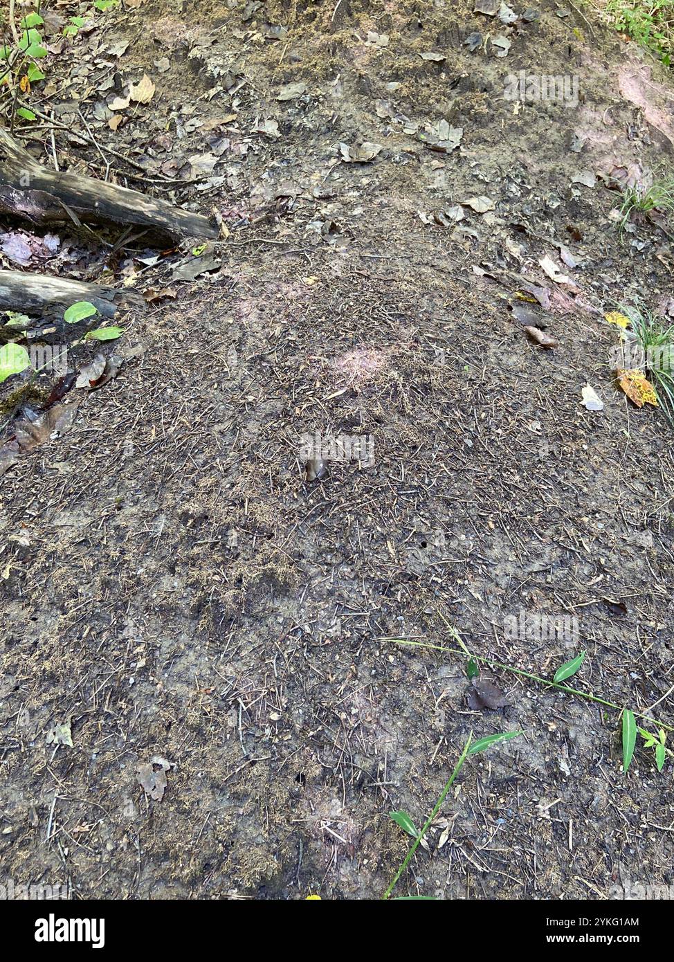 Allegheny Mound Ant (Formica exsectoides Stock Photo - Alamy