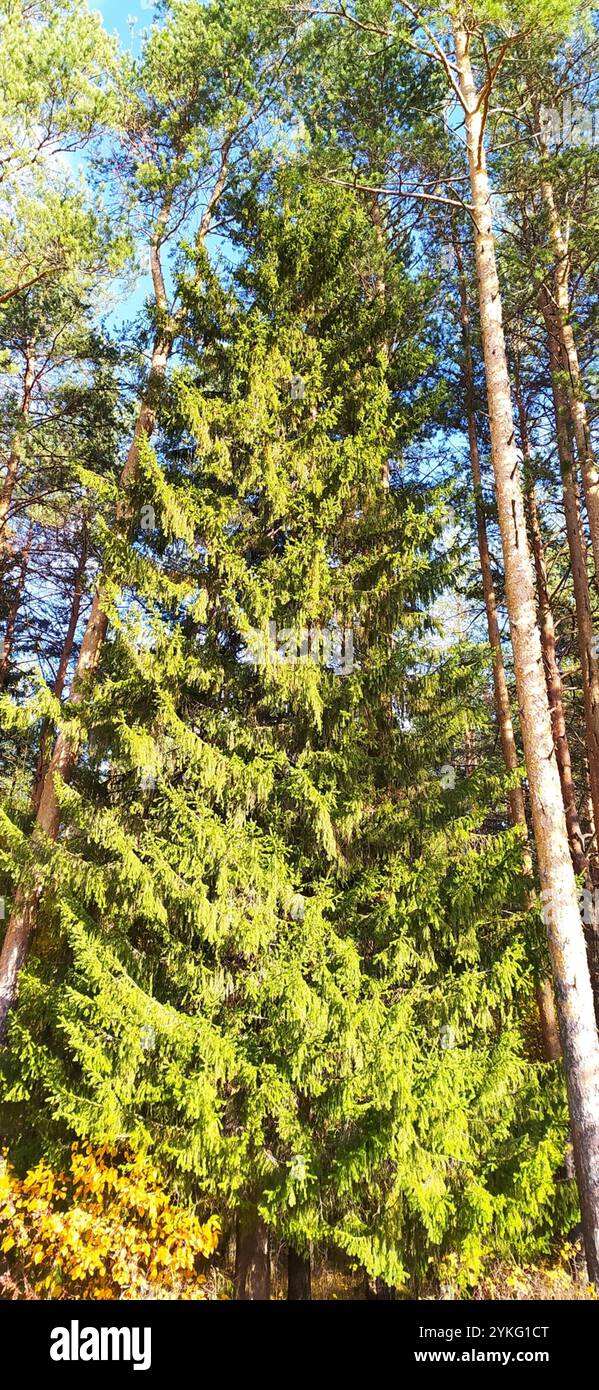 Siberian spruce (Picea obovata Stock Photo - Alamy