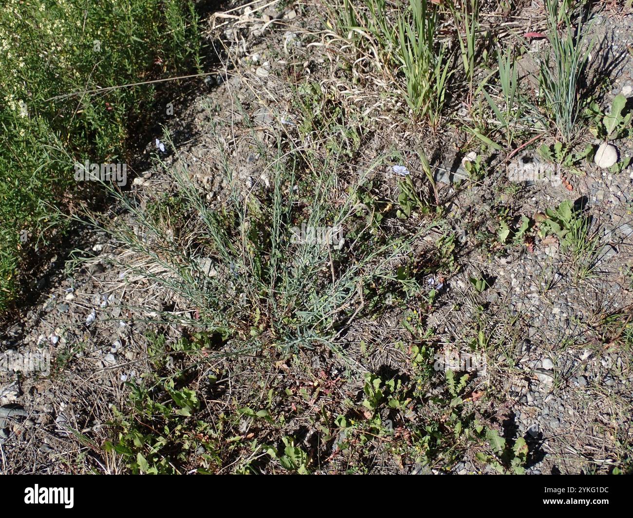 Lewis flax (Linum lewisii Stock Photo - Alamy