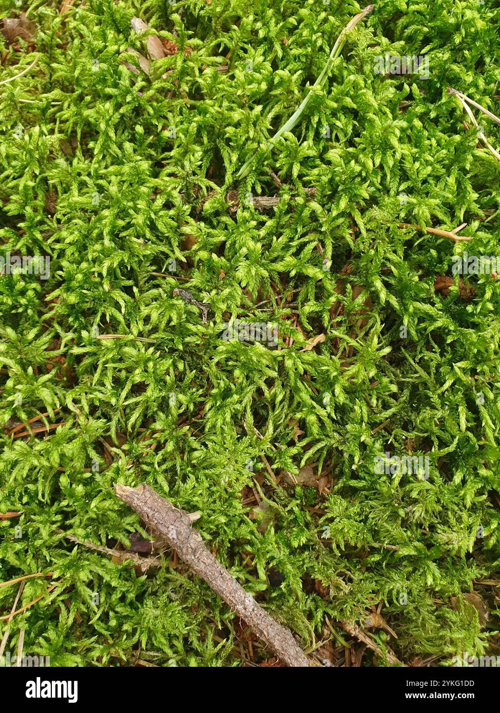 Red-stemmed Feather Moss (Pleurozium schreberi Stock Photo - Alamy