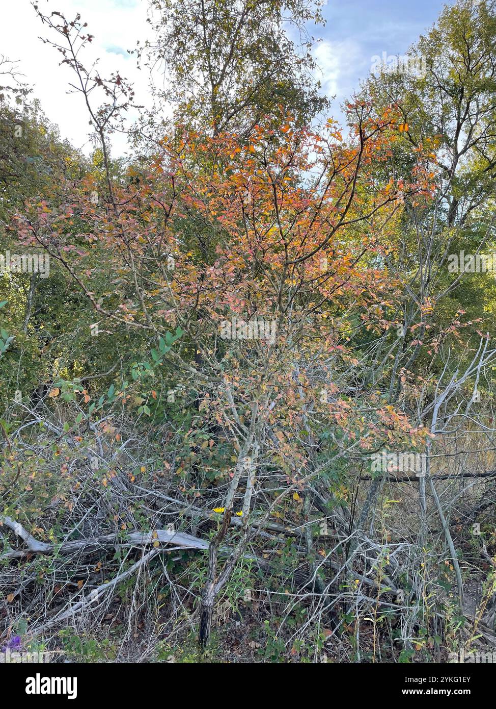 Hercules' club (Zanthoxylum clava-herculis Stock Photo - Alamy