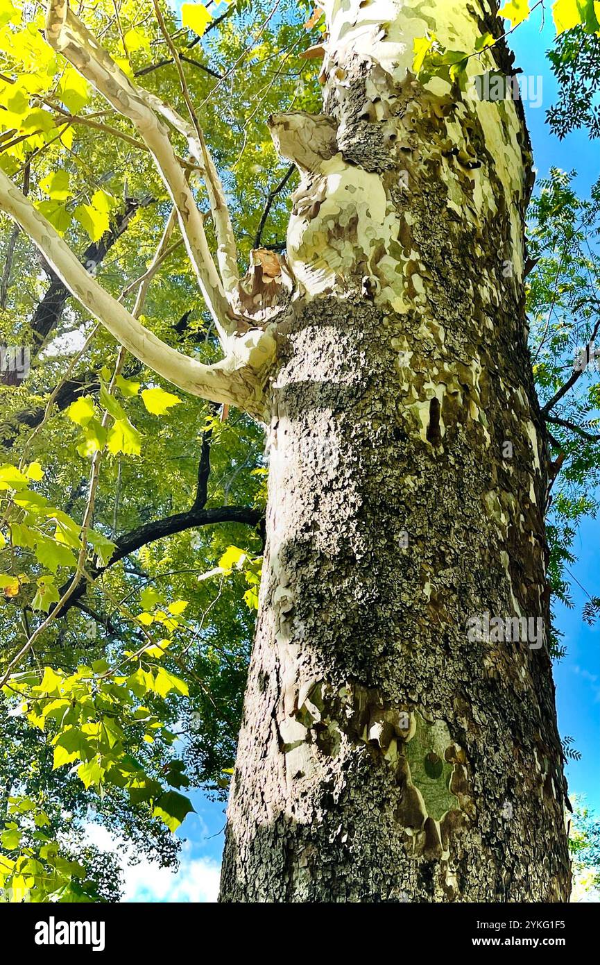 American sycamore (Platanus occidentalis Stock Photo - Alamy