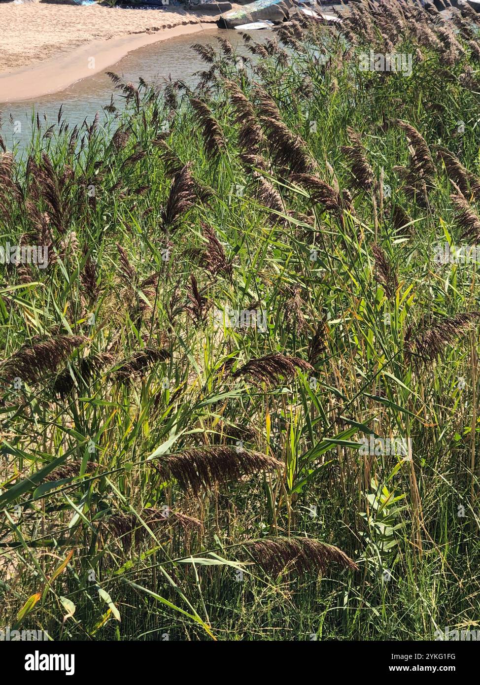 common reed (Phragmites australis Stock Photo - Alamy