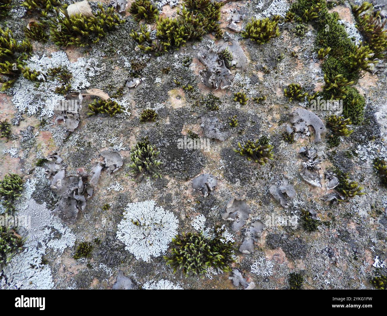 Dark Shadow Lichen (Phaeophyscia sciastra Stock Photo - Alamy