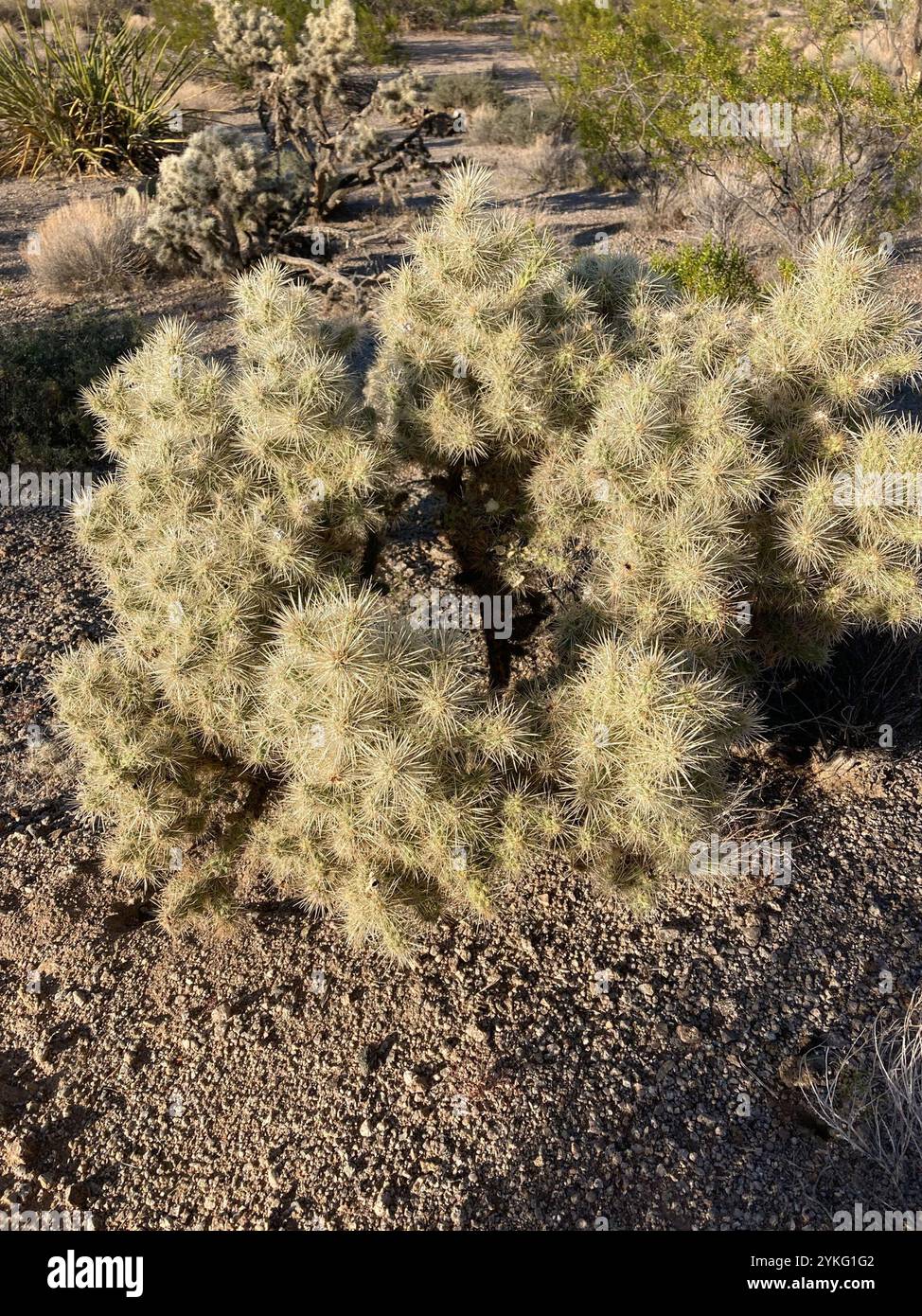 Blue Diamond Cholla (Cylindropuntia multigeniculata Stock Photo - Alamy