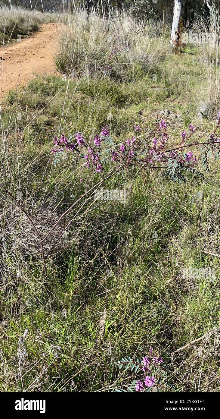 Australian Indigo (Indigofera australis Stock Photo - Alamy