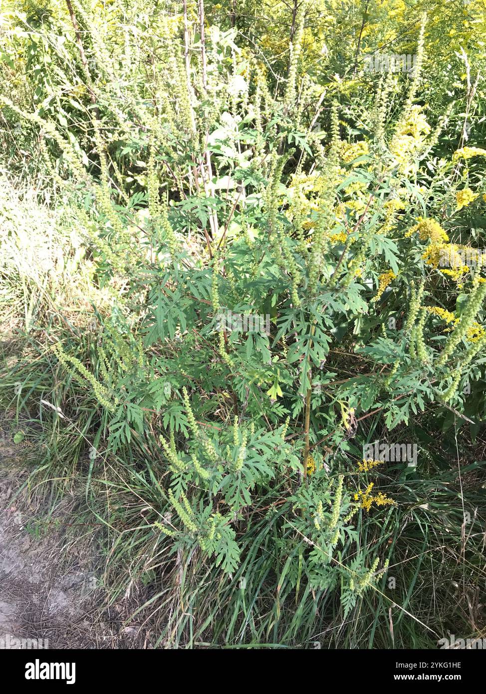 common ragweed (Ambrosia artemisiifolia Stock Photo - Alamy