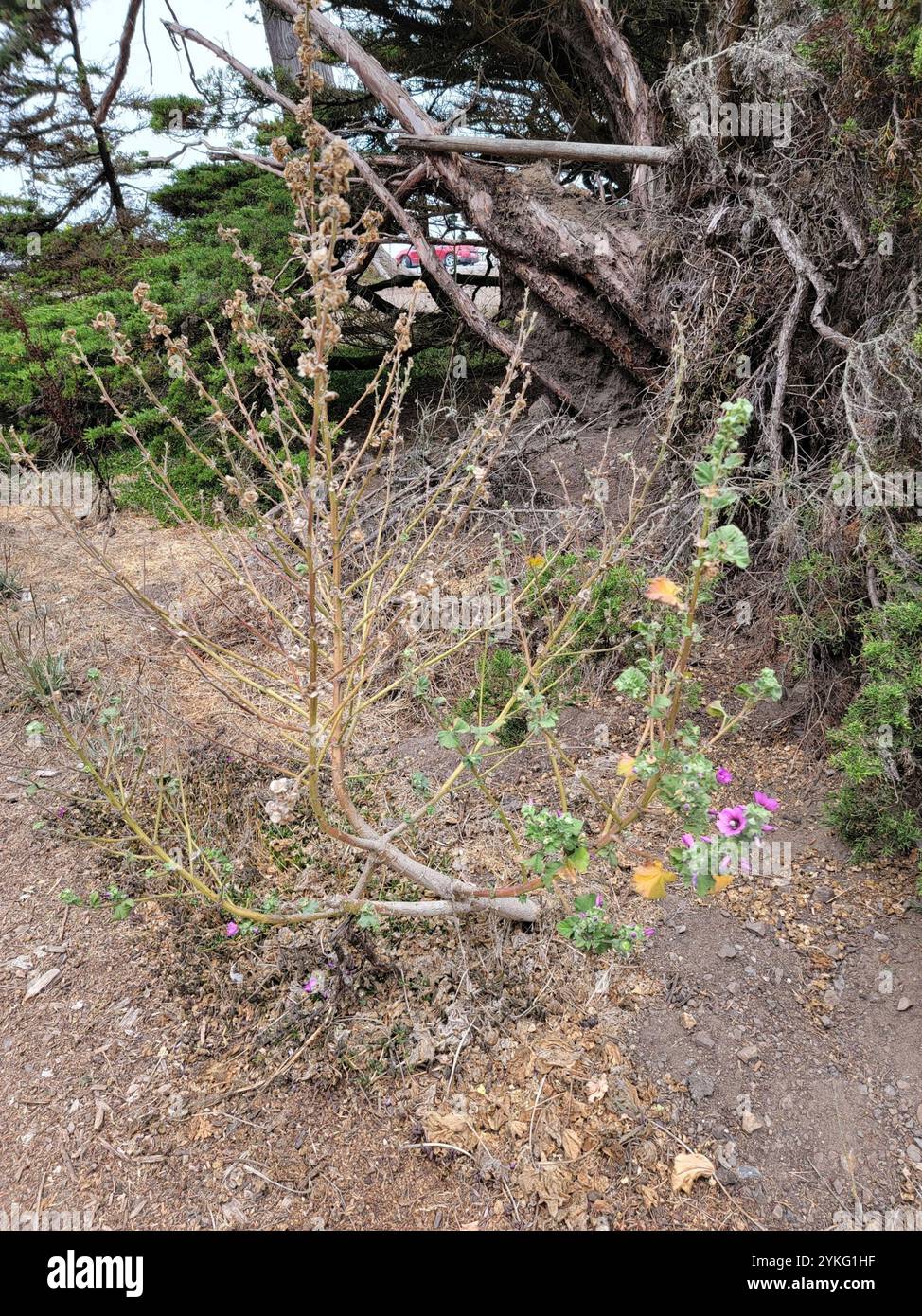 Tree Mallow (Malva arborea Stock Photo - Alamy