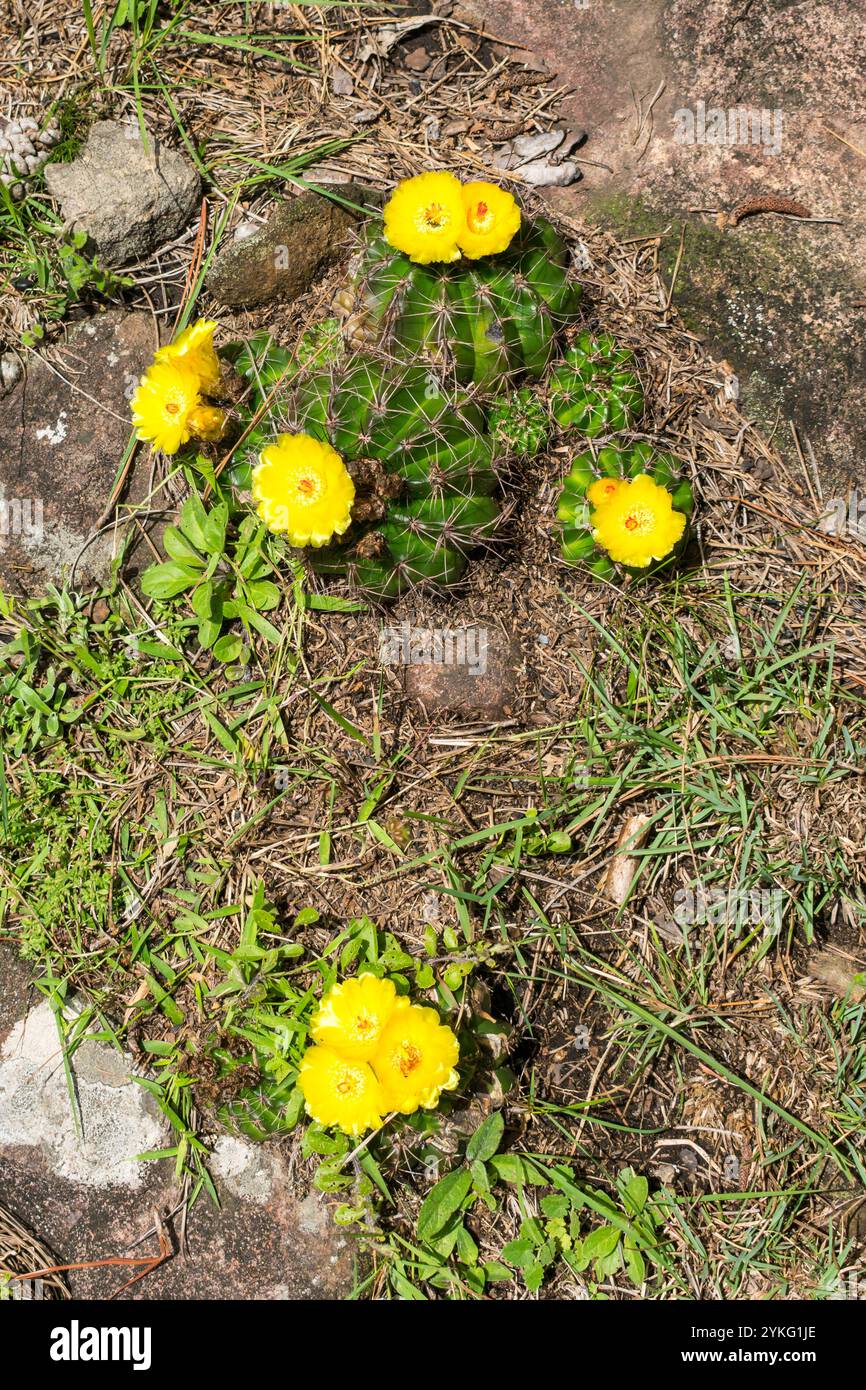 Wild Parodia ottonis cactus in bloom, in his native environment - Sao ...