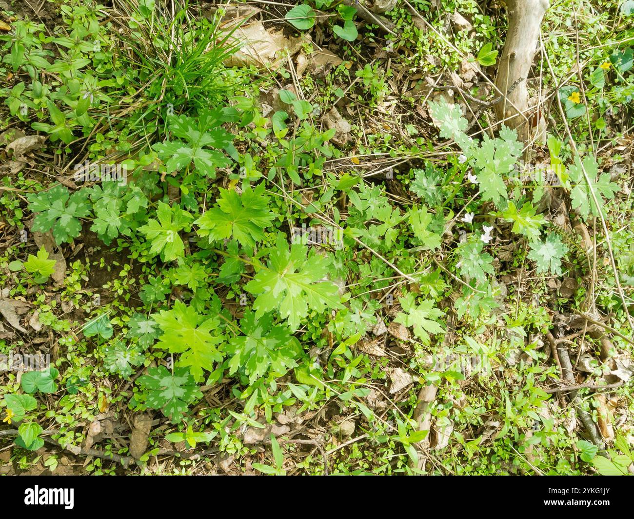 Broad-leaf Waterleaf (Hydrophyllum canadense Stock Photo - Alamy