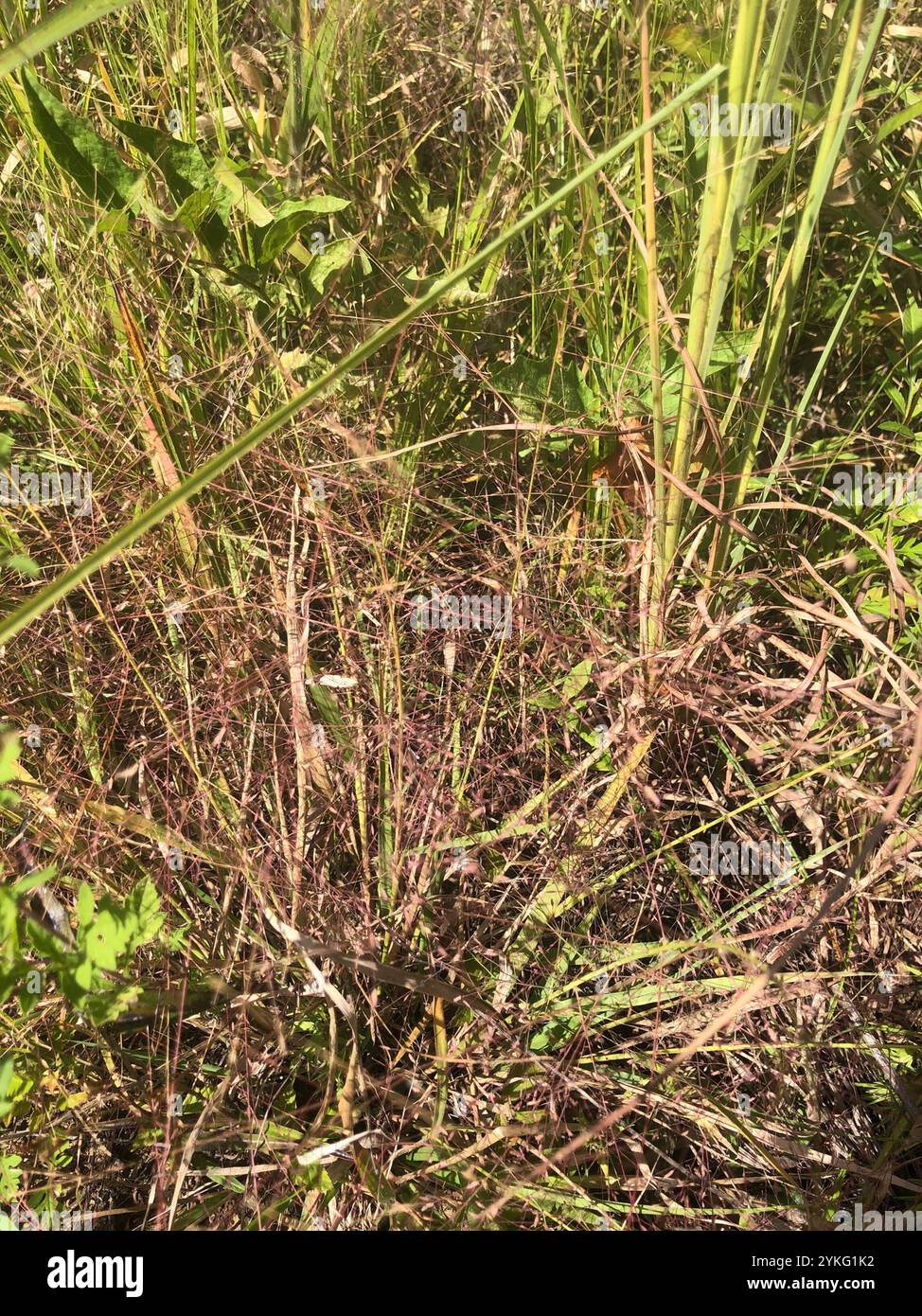 Purple Lovegrass (Eragrostis spectabilis Stock Photo - Alamy