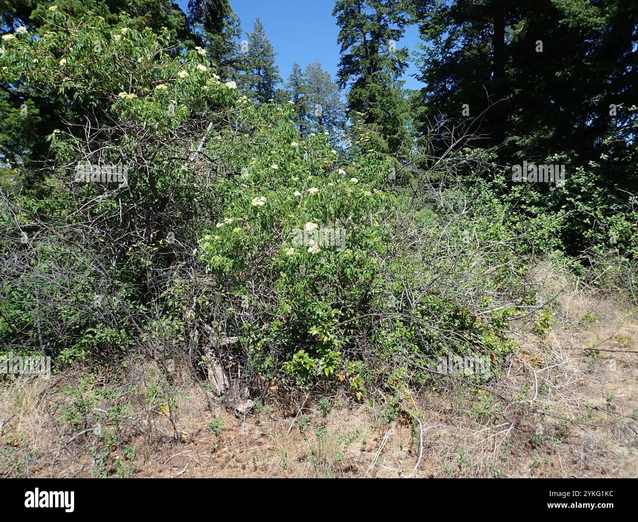 blue elder (Sambucus cerulea Stock Photo - Alamy