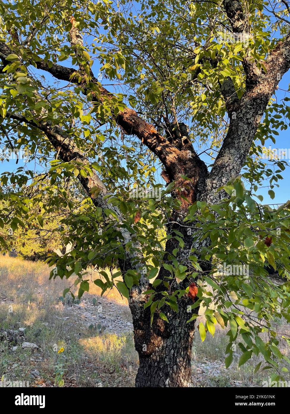 netleaf hackberry (Celtis reticulata Stock Photo - Alamy