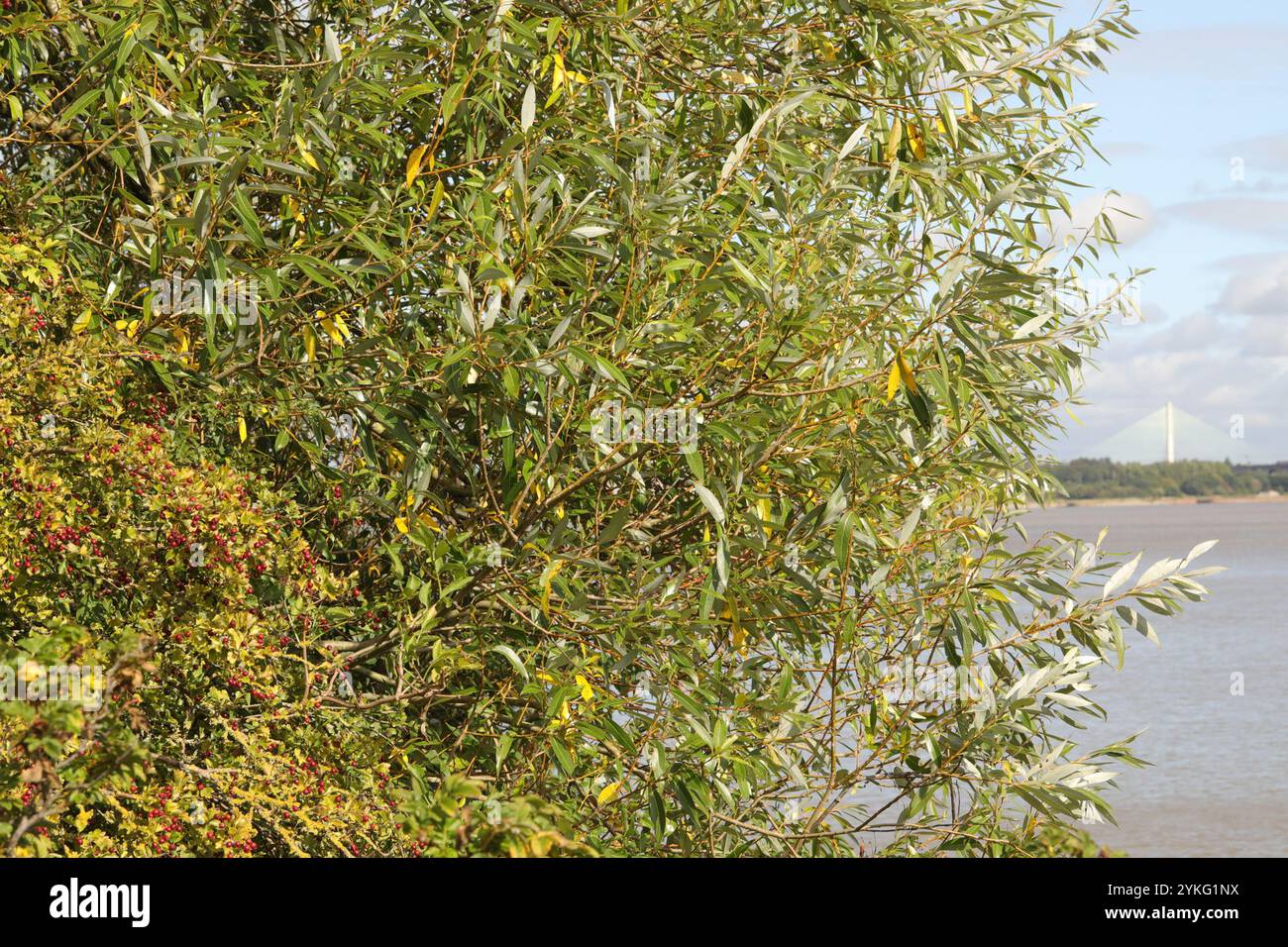 hybrid crack willow (Salix × fragilis Stock Photo - Alamy