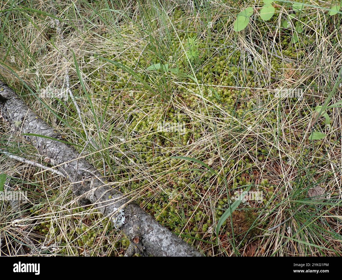 rough goose neck moss (Hylocomiadelphus triquetrus Stock Photo - Alamy