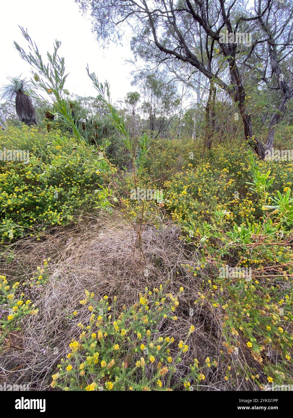 Golden Glory Pea (Gompholobium virgatum Stock Photo - Alamy
