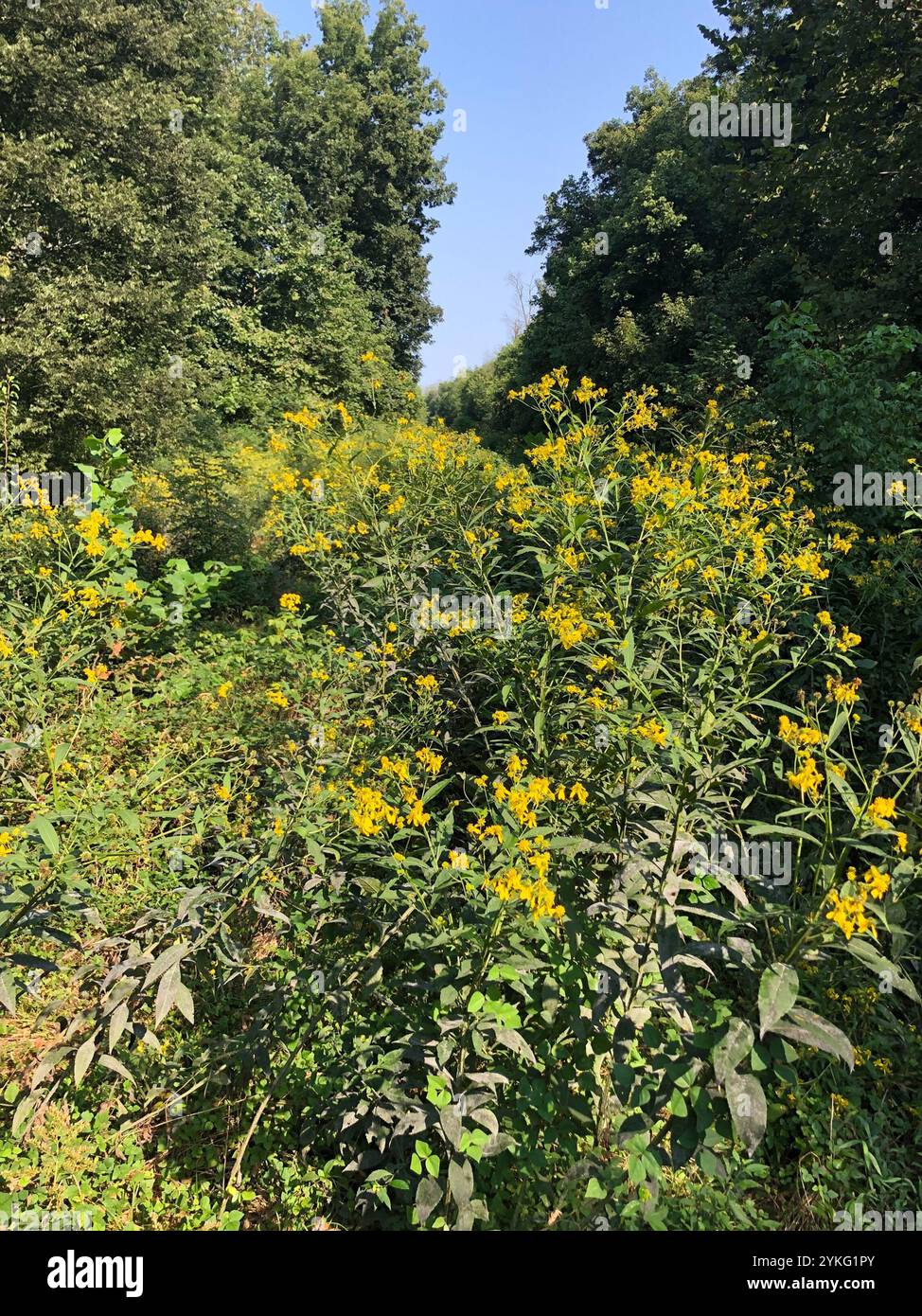 Wingstem (Verbesina alternifolia Stock Photo - Alamy