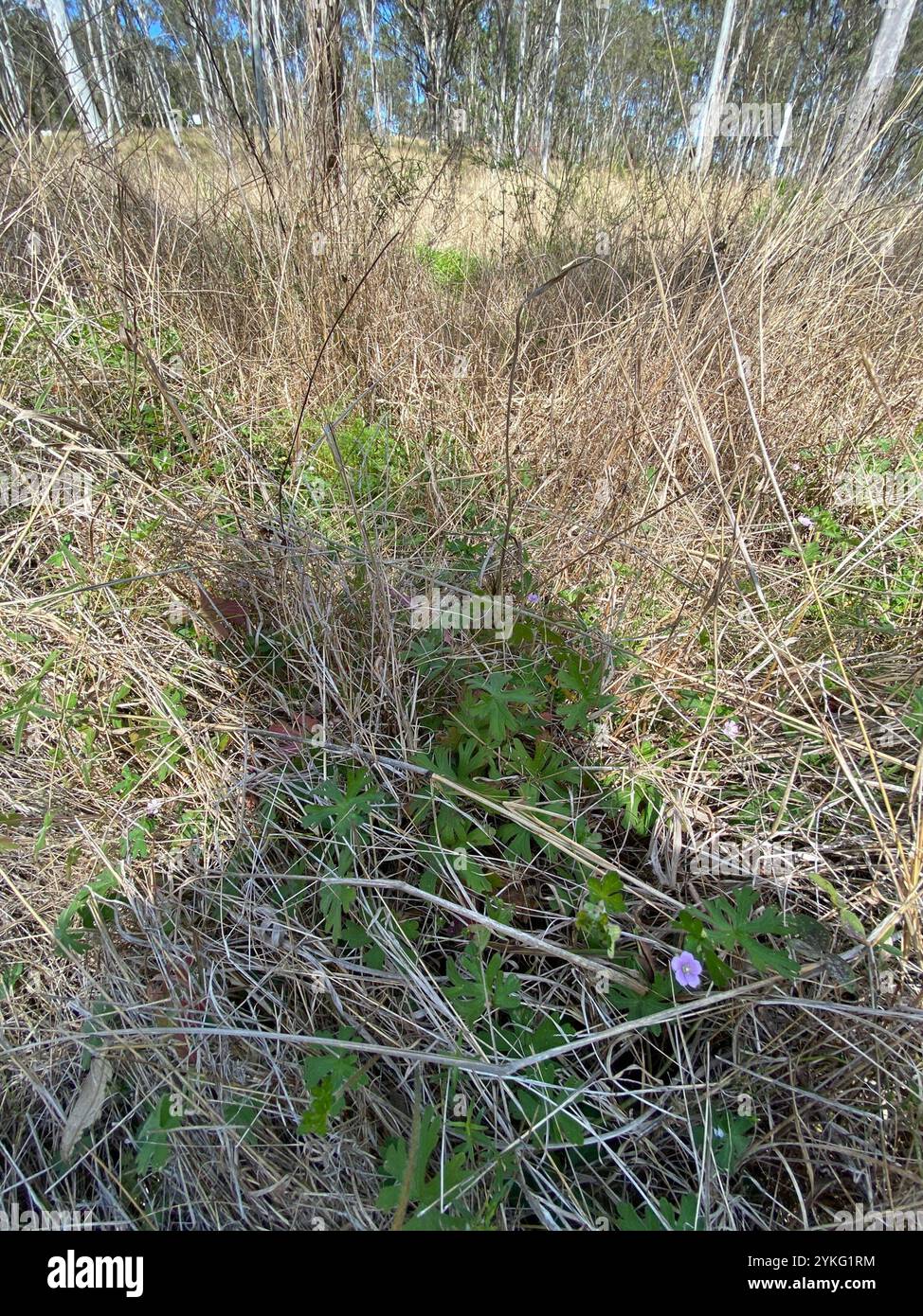 Solander's geranium (Geranium solanderi Stock Photo - Alamy