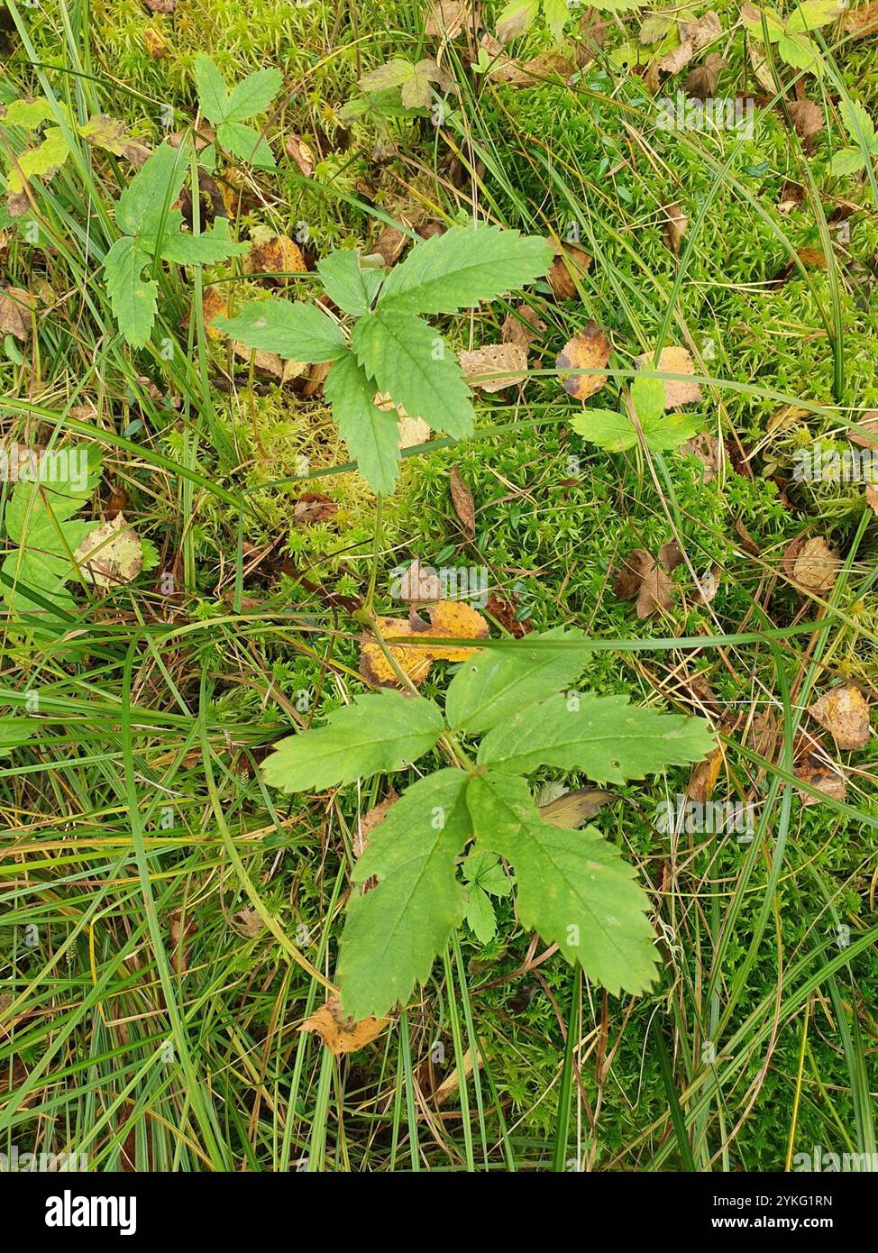 marsh cinquefoil (Comarum palustre Stock Photo - Alamy