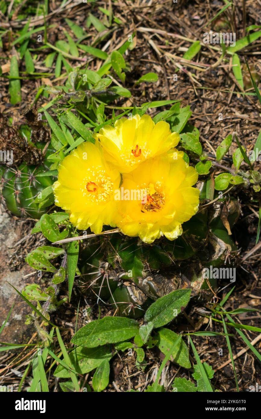 Wild Parodia ottonis cactus in bloom, in his native environment - Sao ...