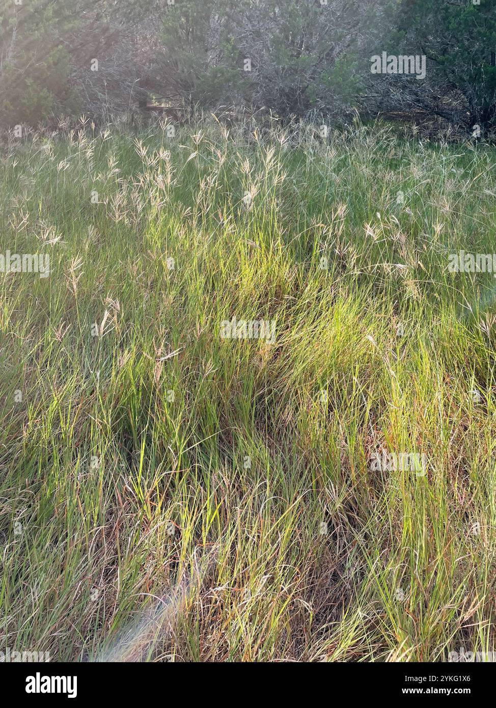 King Ranch bluestem (Bothriochloa ischaemum Stock Photo - Alamy