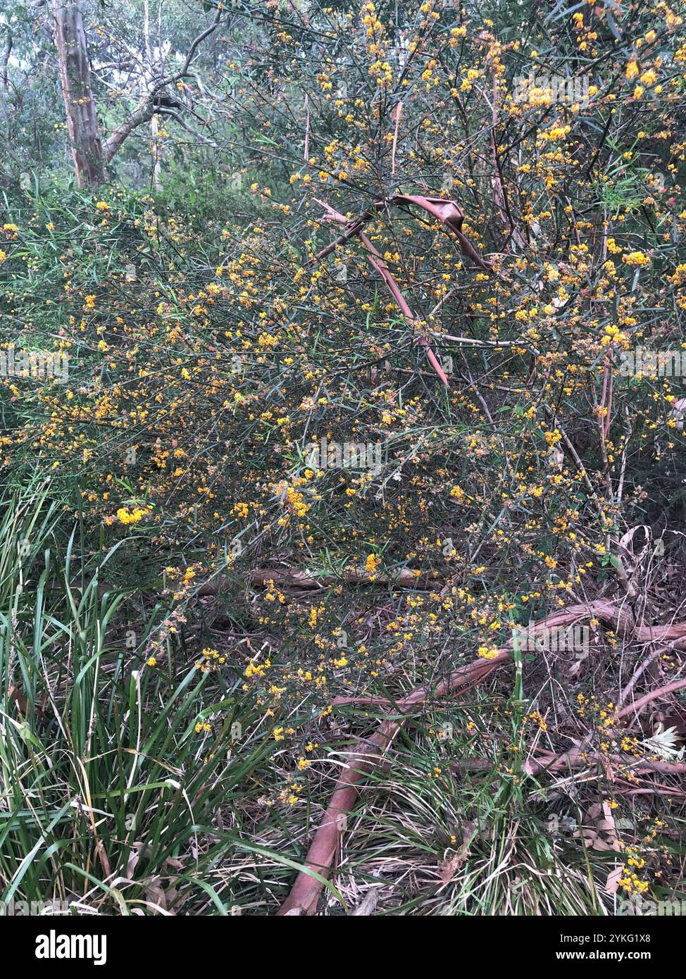 narrow-leaf bitter-pea (Daviesia leptophylla Stock Photo - Alamy
