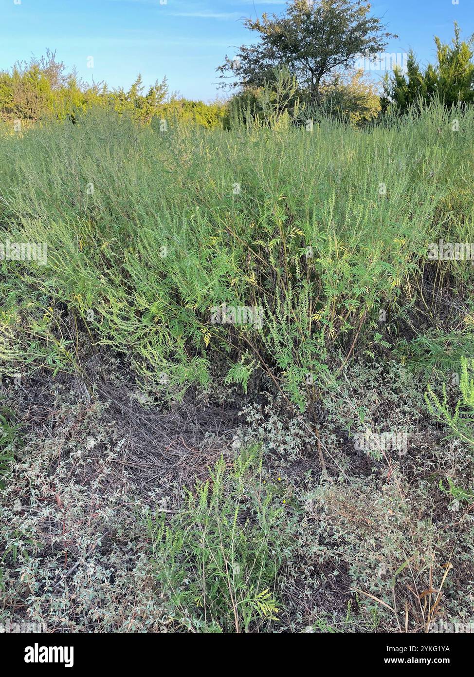 western ragweed (Ambrosia psilostachya Stock Photo - Alamy