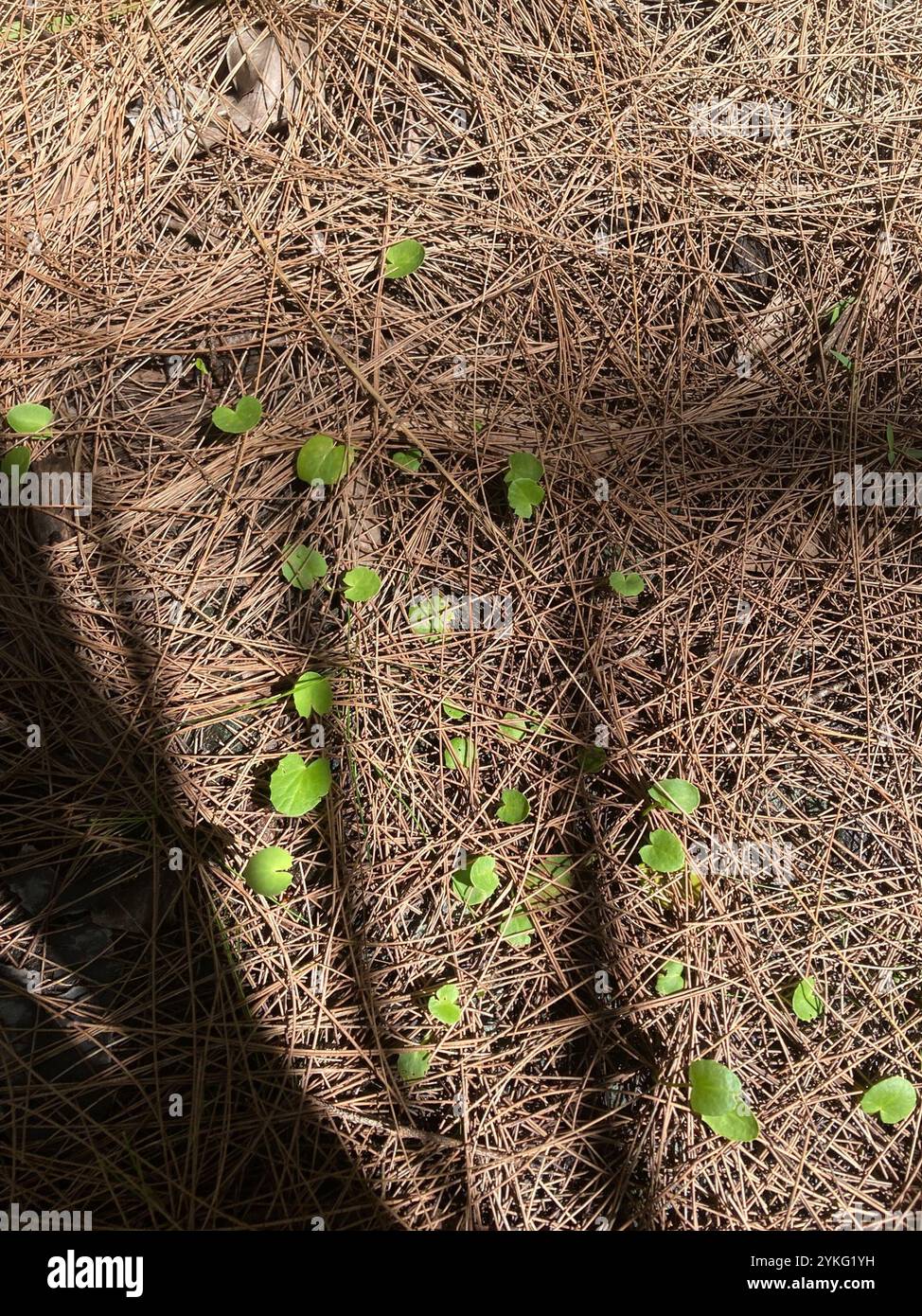 American Coinwort (Centella erecta Stock Photo - Alamy