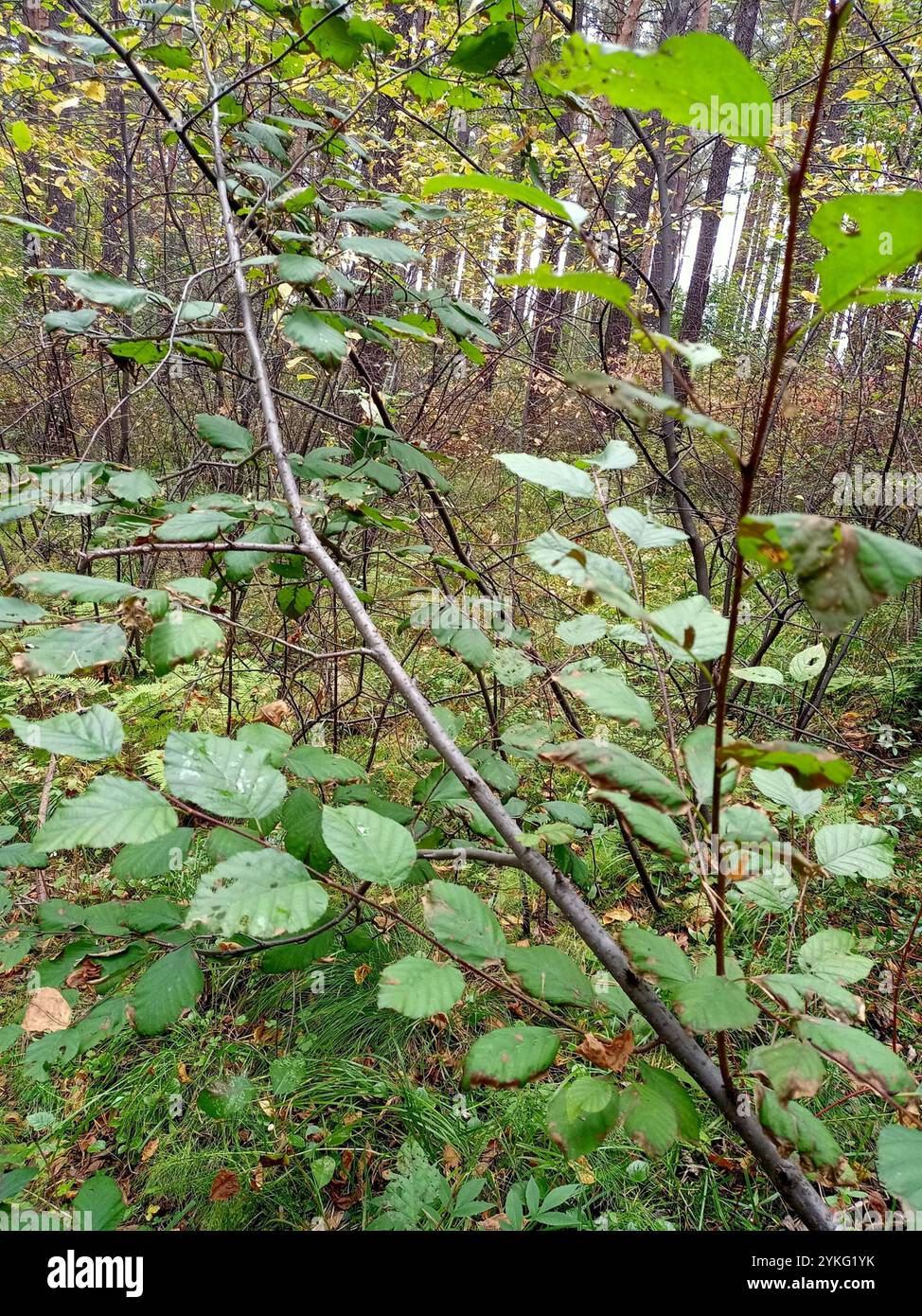 siberian alder (Alnus alnobetula fruticosa Stock Photo - Alamy