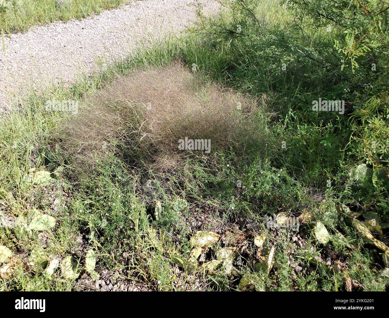 Bush Muhly (Muhlenbergia porteri Stock Photo - Alamy